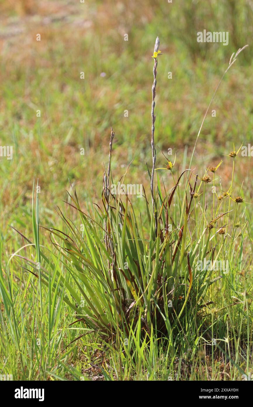 woolly frog's-mouth (Philydrum lanuginosum) Plantae Stock Photo - Alamy