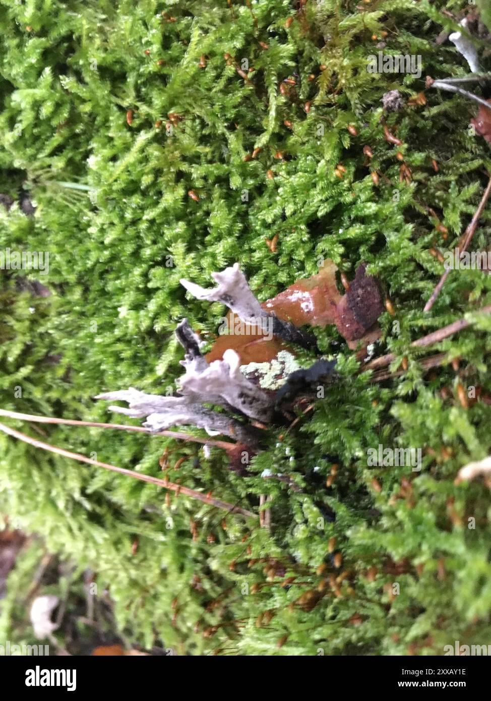 Candlesnuff Fungus (Xylaria hypoxylon) Fungi Stock Photo - Alamy