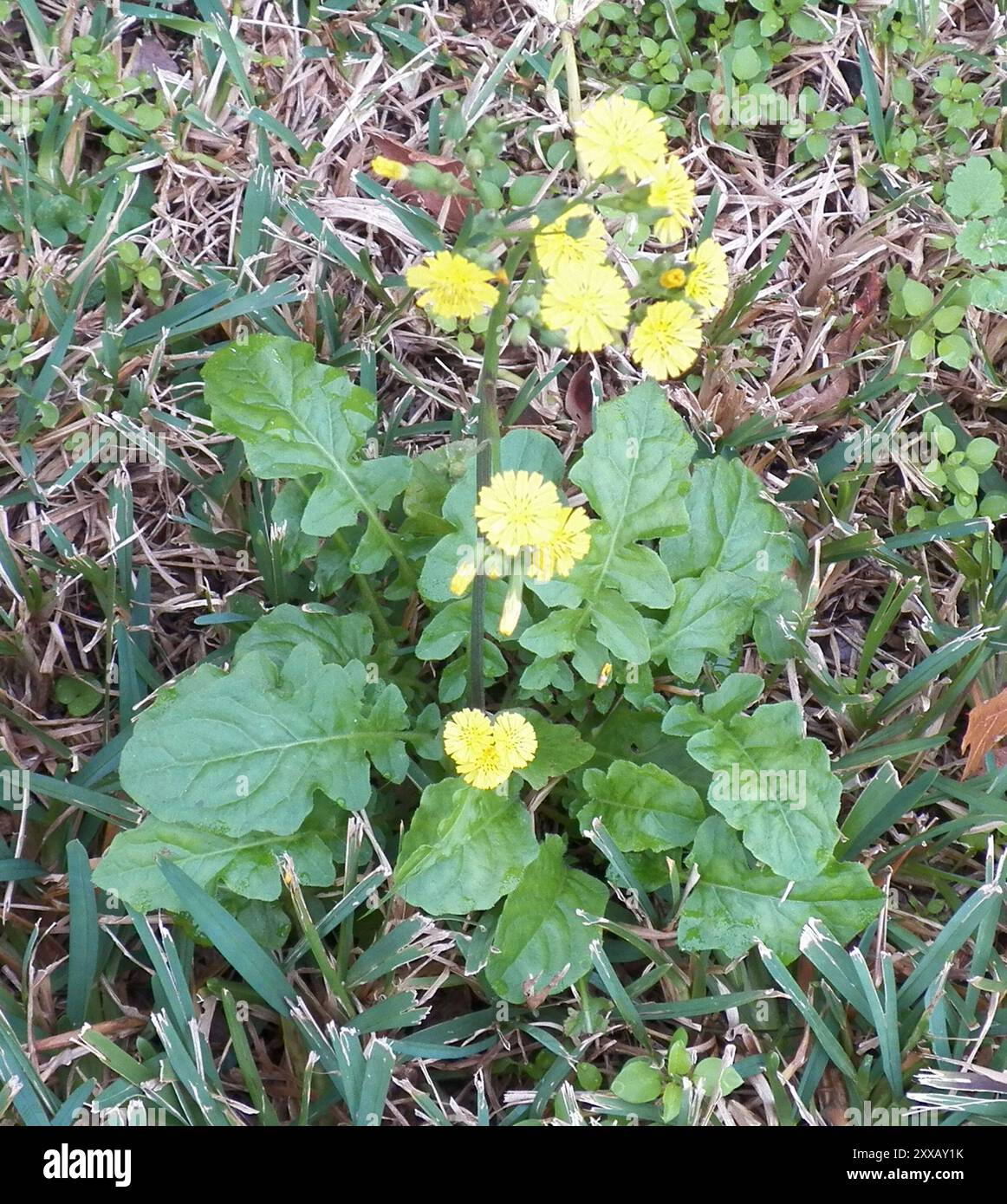 Oriental false hawksbeard (Youngia japonica) Plantae Stock Photo - Alamy