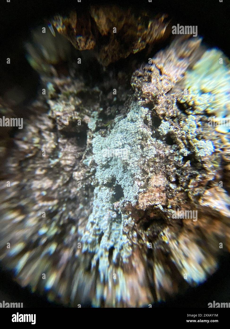 Dust Lichens (Lepraria) Fungi Stock Photo - Alamy