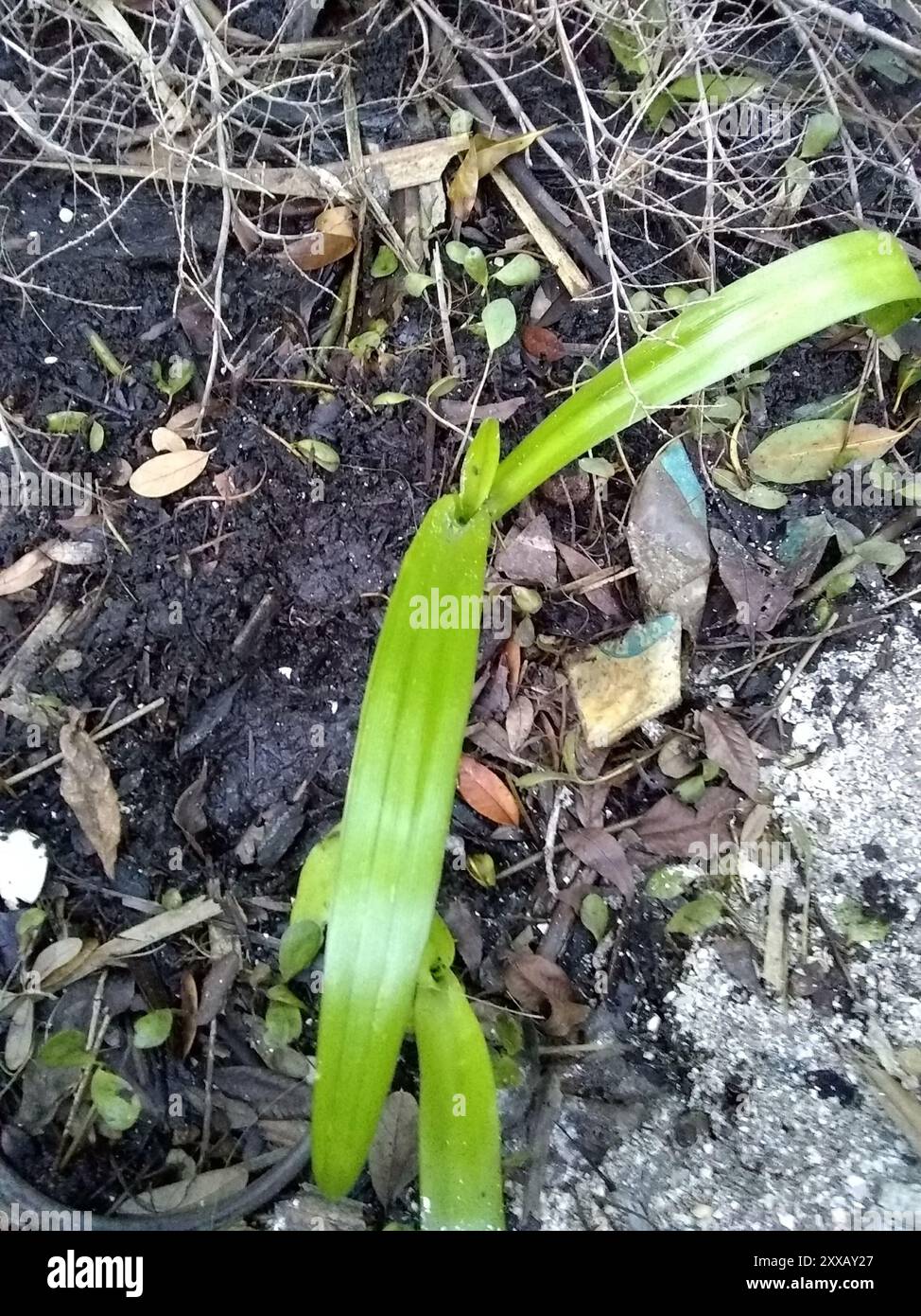 Southern Swamp Crinum (Crinum americanum) Plantae Stock Photo - Alamy