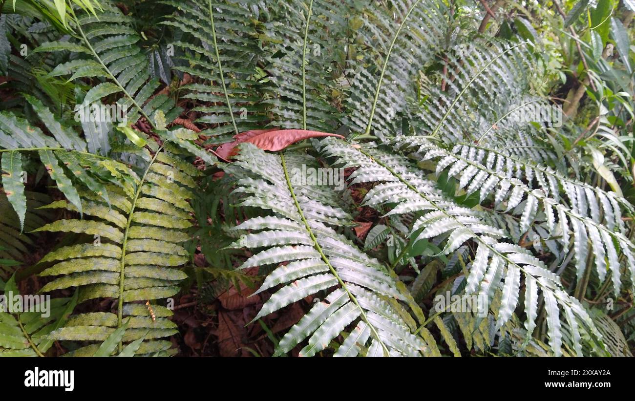 king fern (Angiopteris evecta) Plantae Stock Photo - Alamy