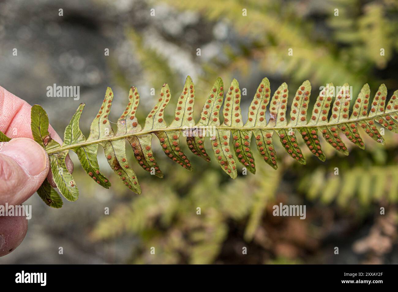 rock polypody (Polypodium virginianum) Plantae Stock Photo - Alamy