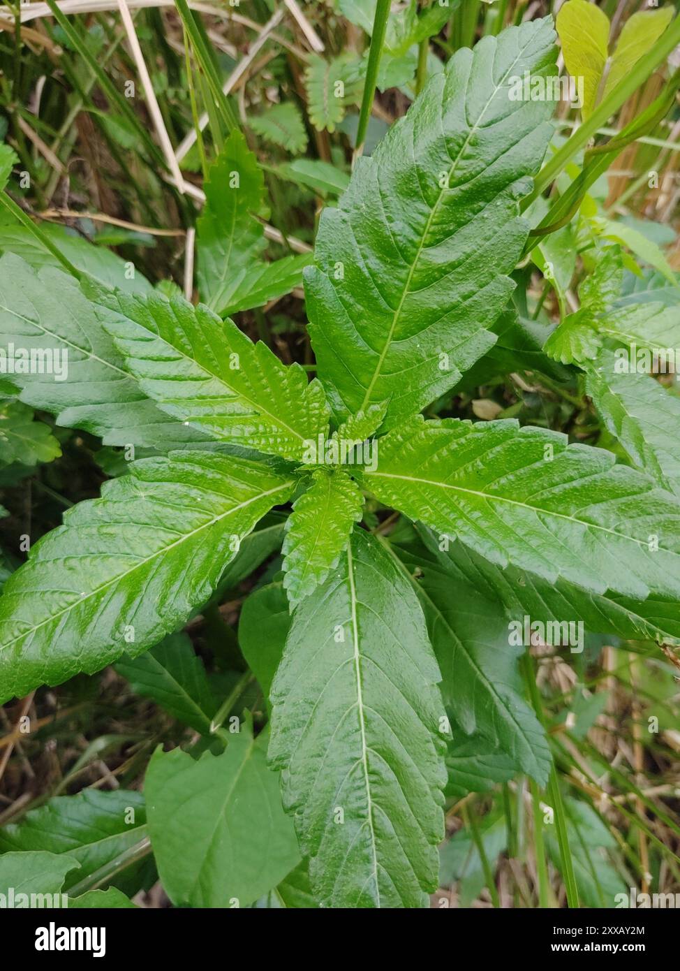 Yellow alder (Turnera ulmifolia) Plantae Stock Photo - Alamy