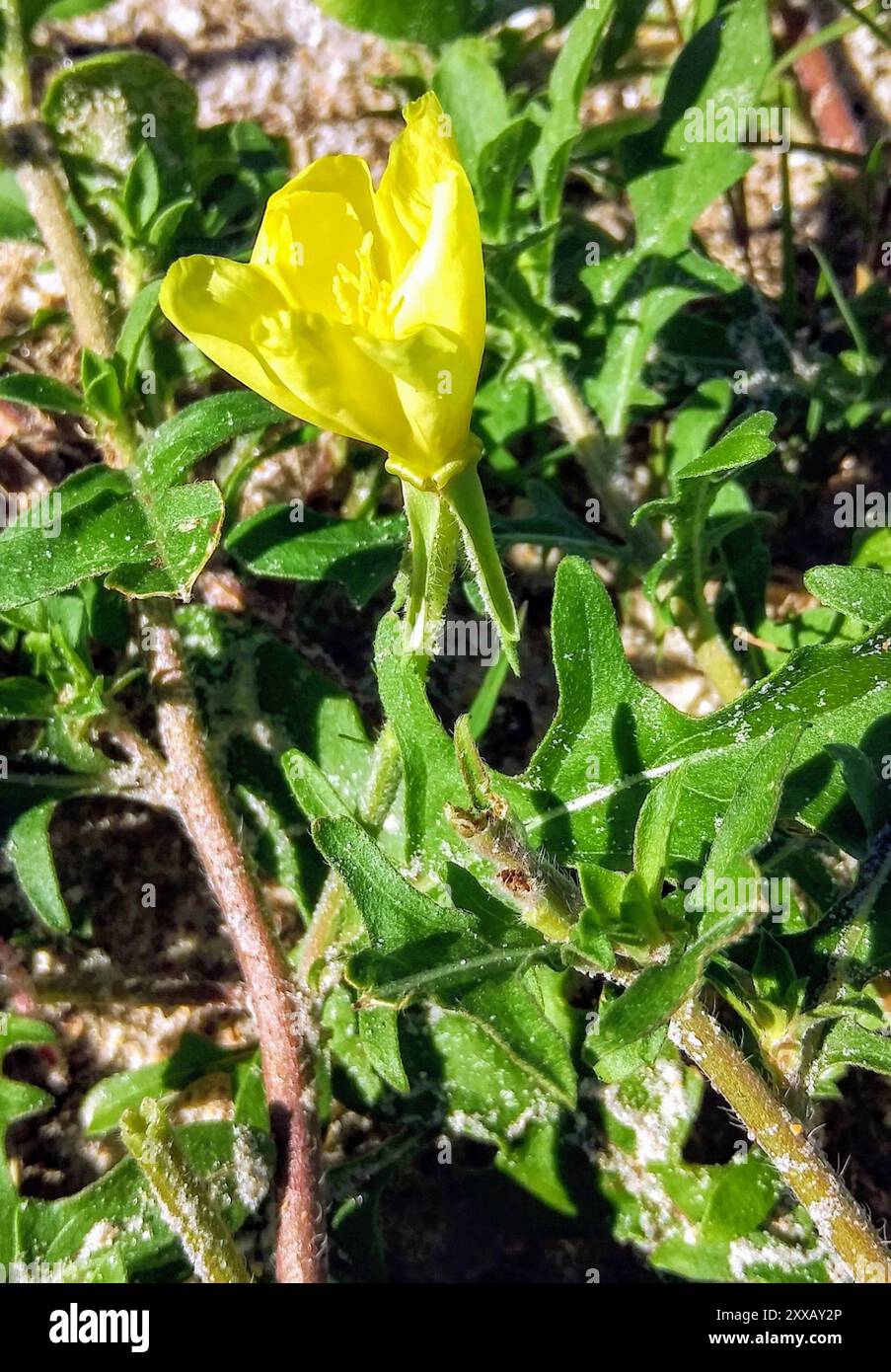 cutleaf evening primrose (Oenothera laciniata) Plantae Stock Photo - Alamy
