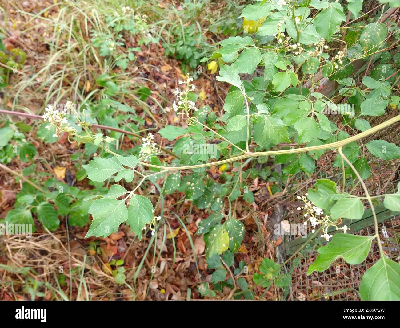soapberry family (Sapindaceae) Plantae Stock Photo - Alamy