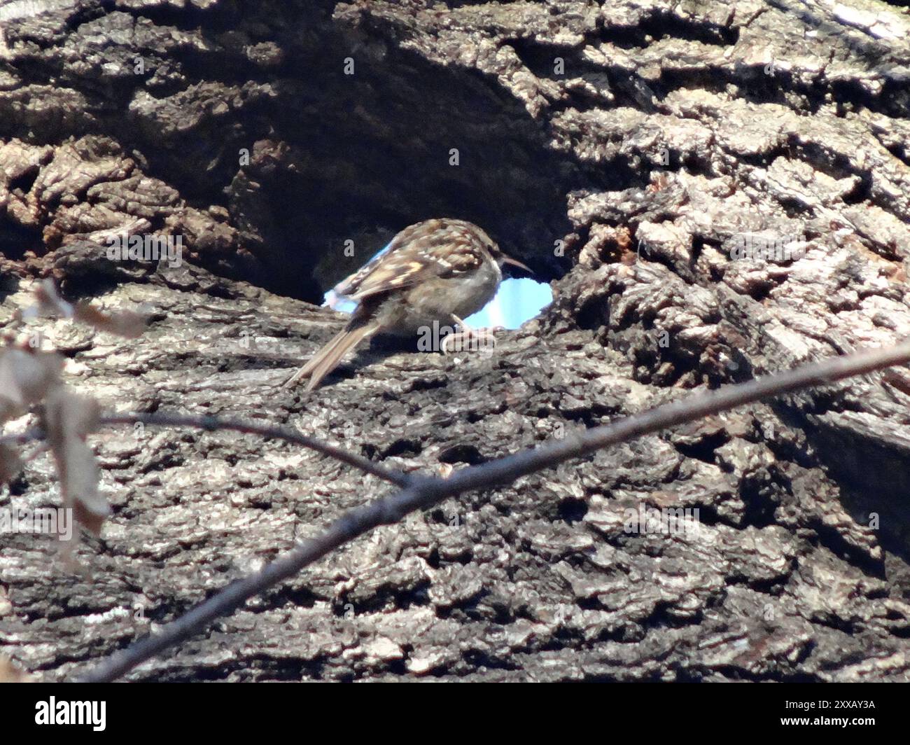 Short-toed Treecreeper (Certhia brachydactyla) Aves Stock Photo - Alamy