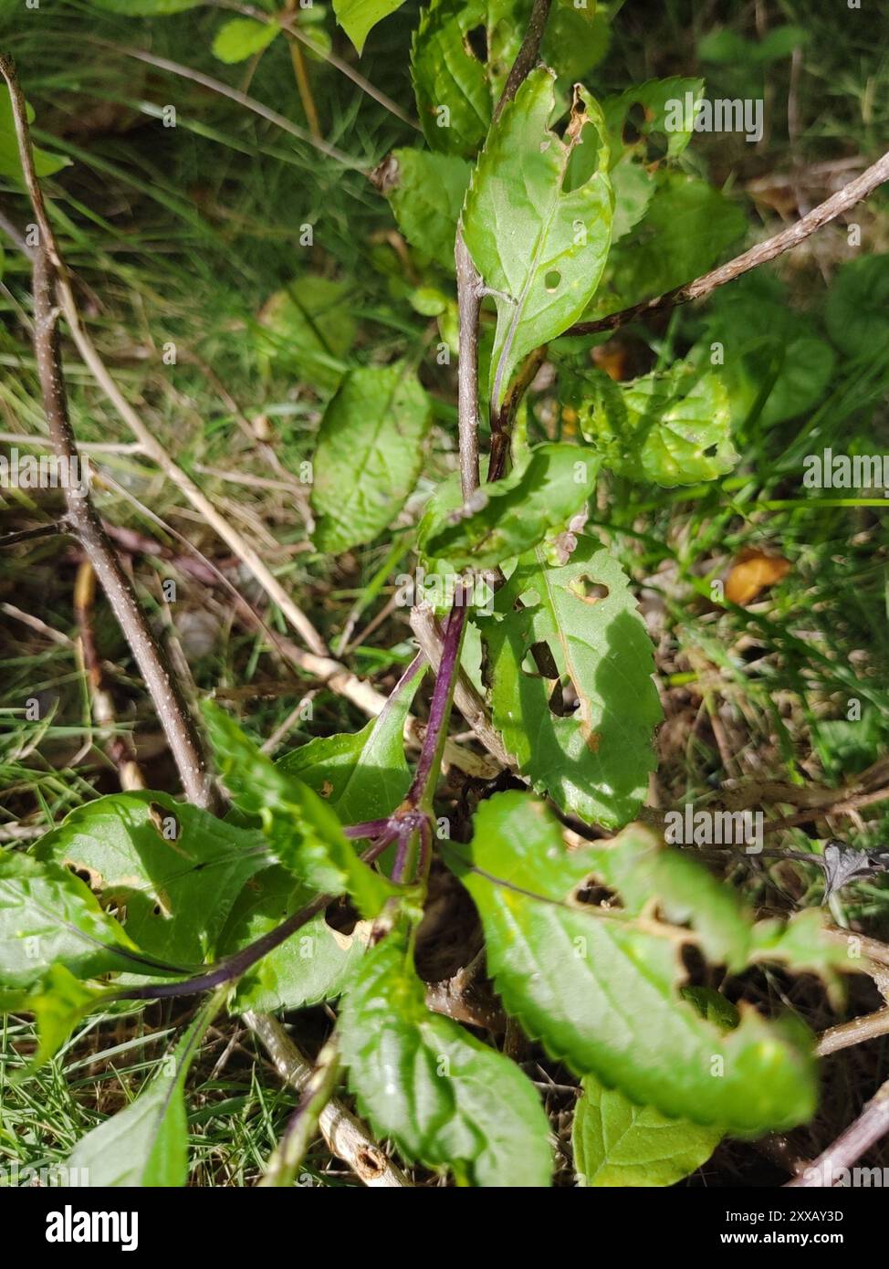 Blue Porterweed (Stachytarpheta jamaicensis) Plantae Stock Photo - Alamy