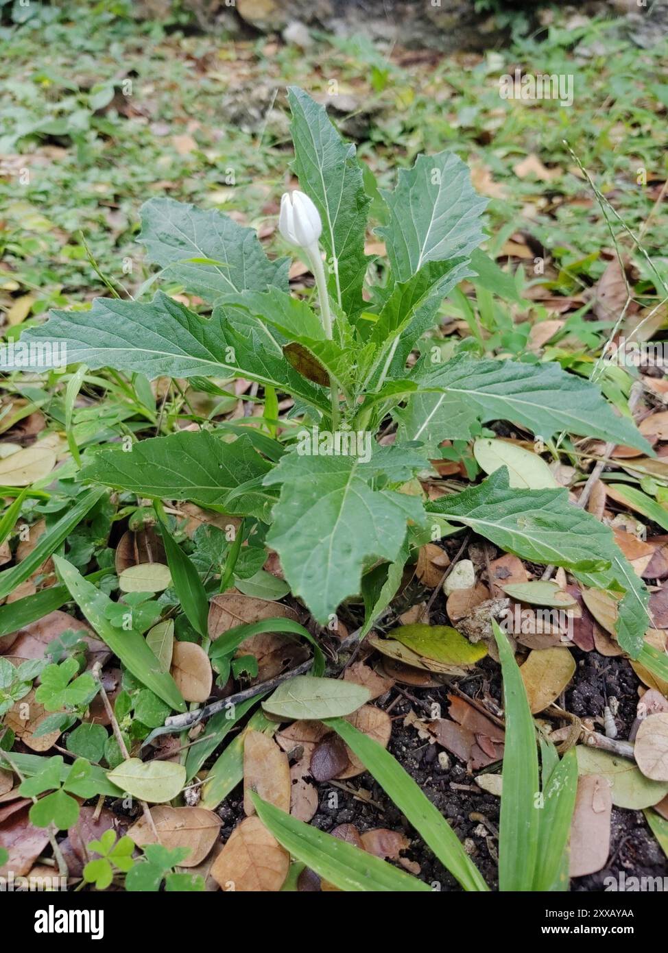 Star of Bethlehem (Hippobroma longiflora) Plantae Stock Photo - Alamy