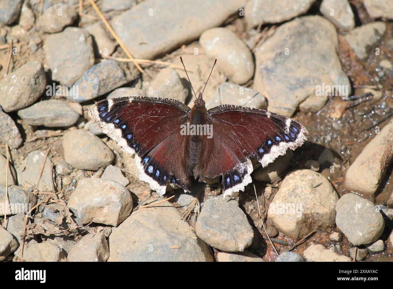 Mourning Cloak (Nymphalis antiopa) Insecta Stock Photo - Alamy