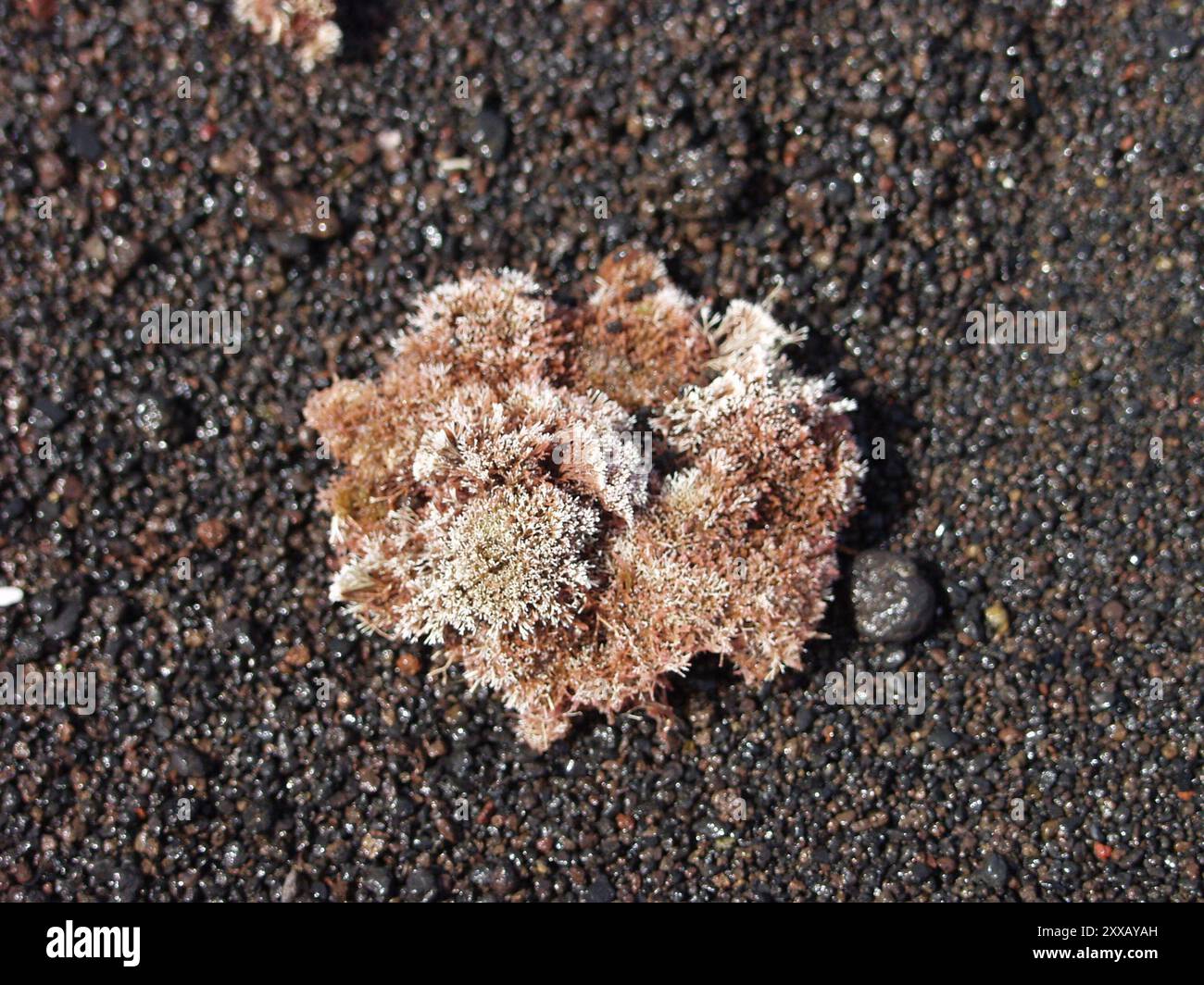 Red Coralline Algae (Jania) Plantae Stock Photo - Alamy