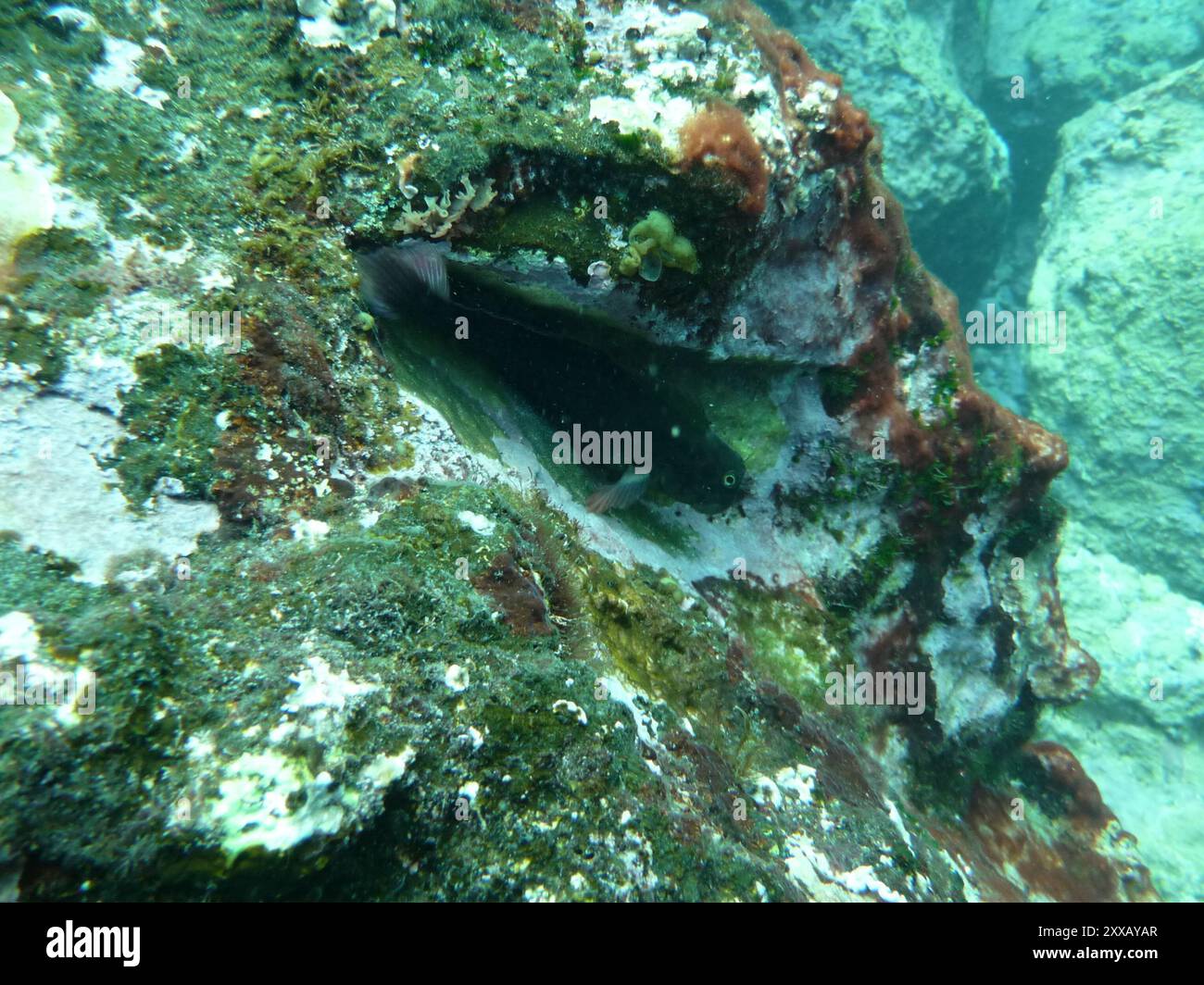 East Atlantic Redlip Blenny (Ophioblennius atlanticus) Actinopterygii ...