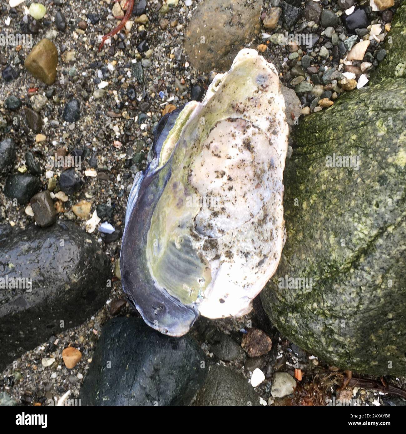California Mussel (Mytilus californianus) Mollusca Stock Photo - Alamy