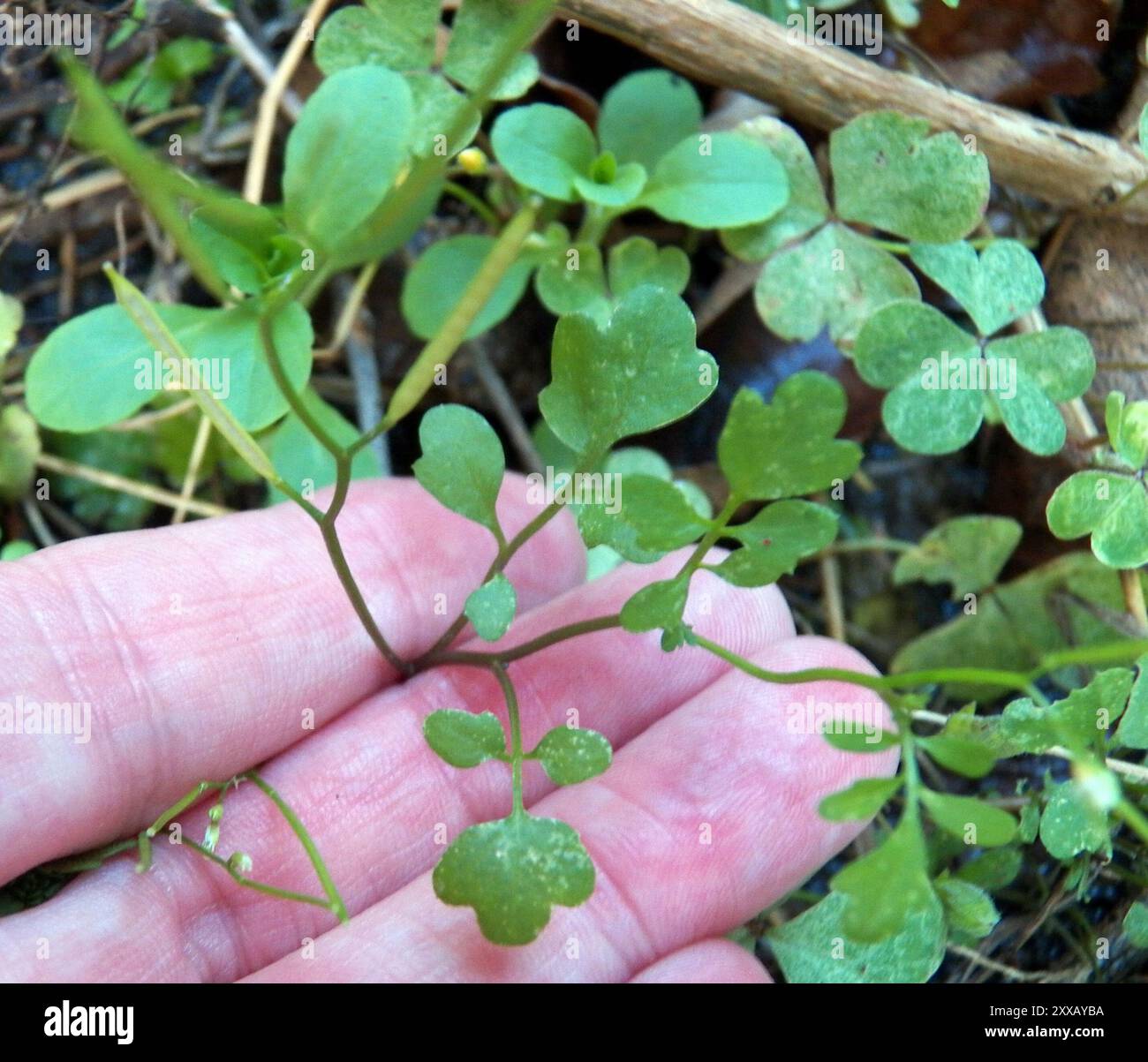 Nursery bittercress (Cardamine occulta) Plantae Stock Photo - Alamy
