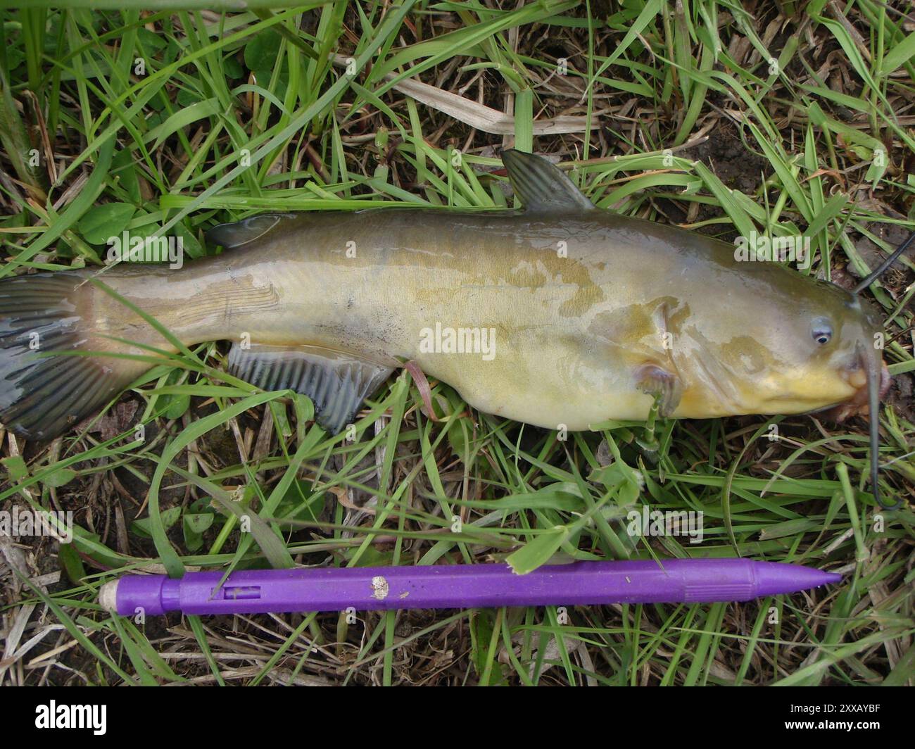 Black Bullhead (Ameiurus melas) Actinopterygii Stock Photo - Alamy