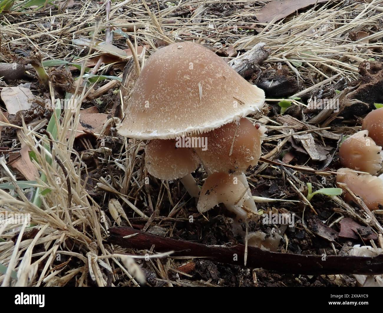 Pale Brittlestem (Candolleomyces candolleanus) Fungi Stock Photo - Alamy
