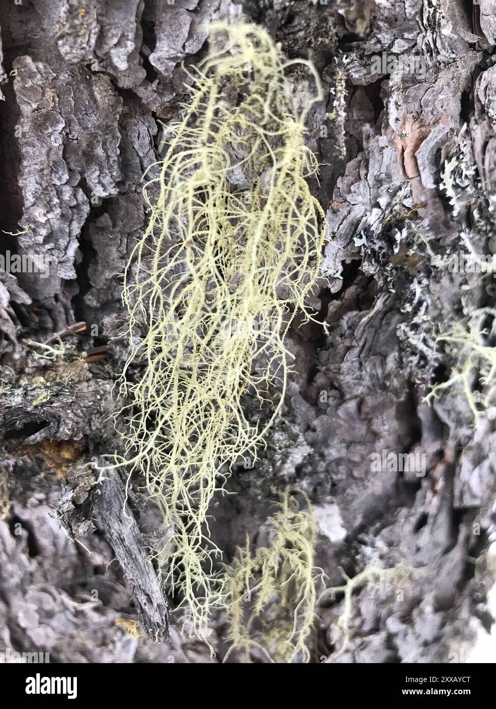 Fishbone Beard Lichen (Usnea dasopoga) Fungi Stock Photo - Alamy