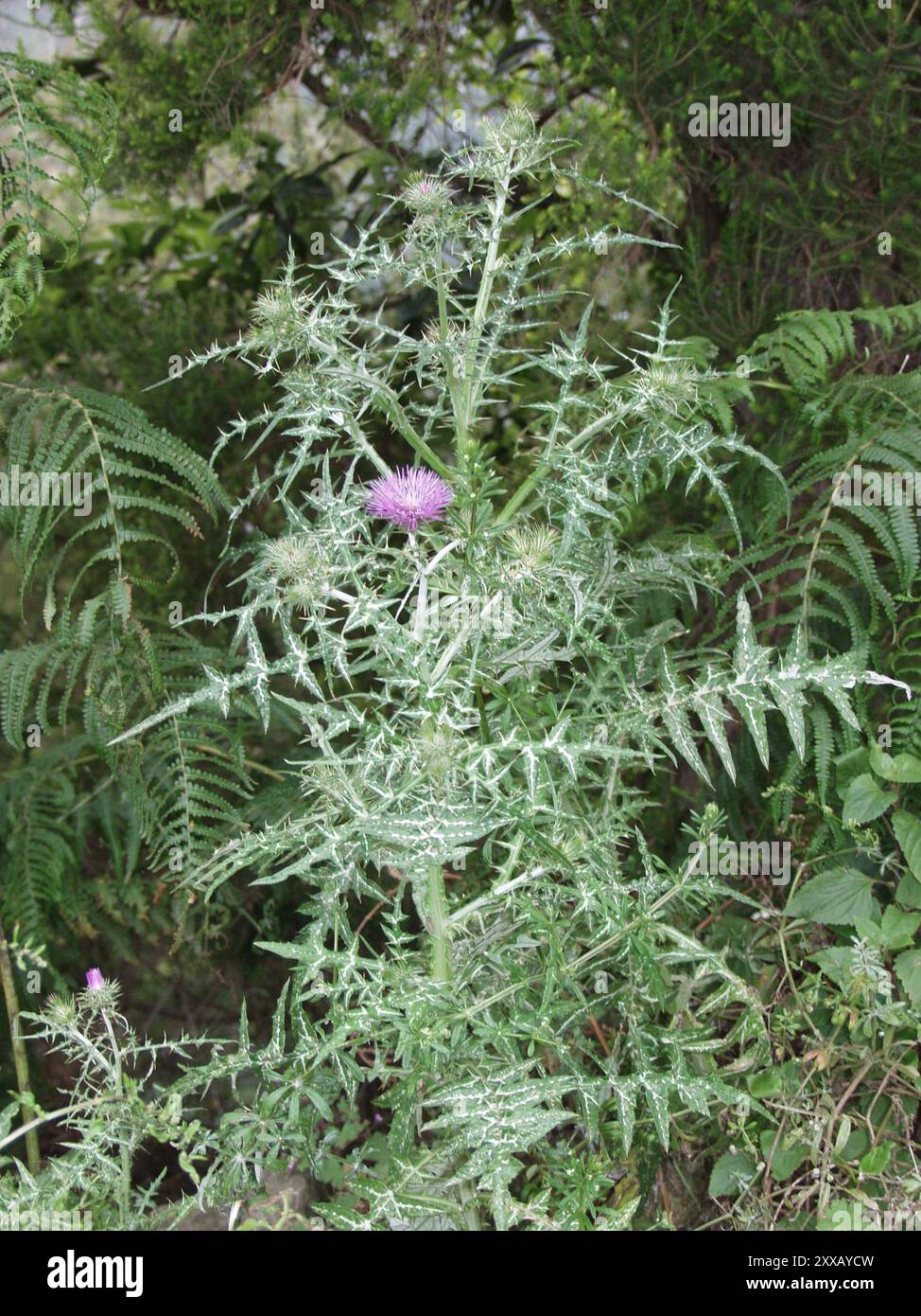 Boar Thistle (Galactites tomentosus) Plantae Stock Photo - Alamy