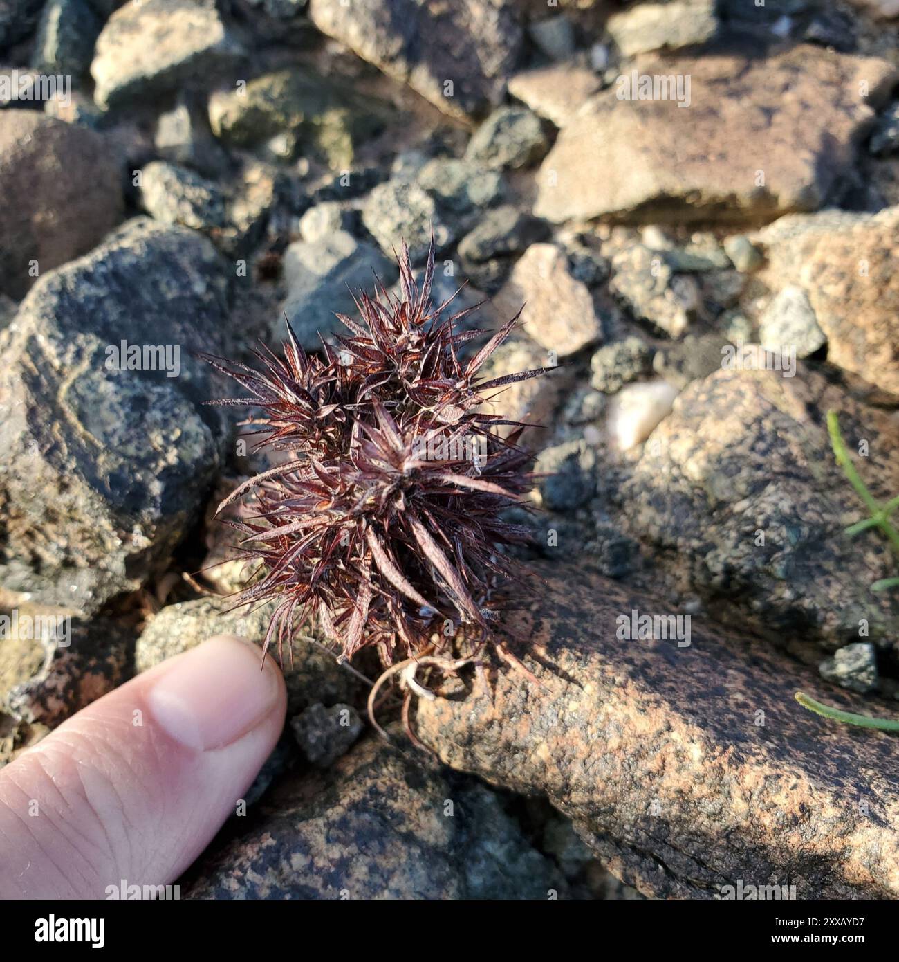 Devil's Spineflower (Chorizanthe rigida) Plantae Stock Photo - Alamy