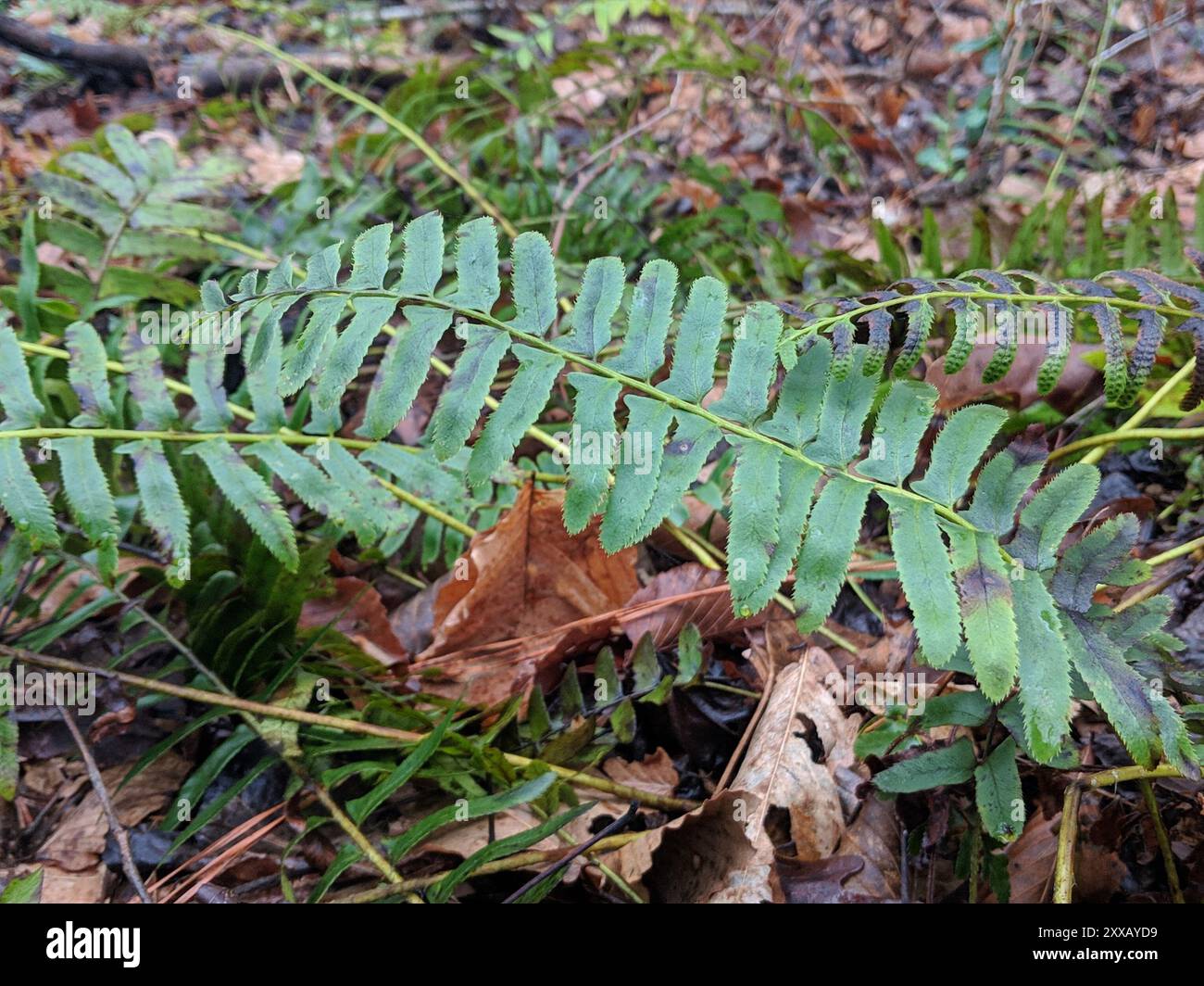 Christmas fern (Polystichum acrostichoides) Plantae Stock Photo - Alamy