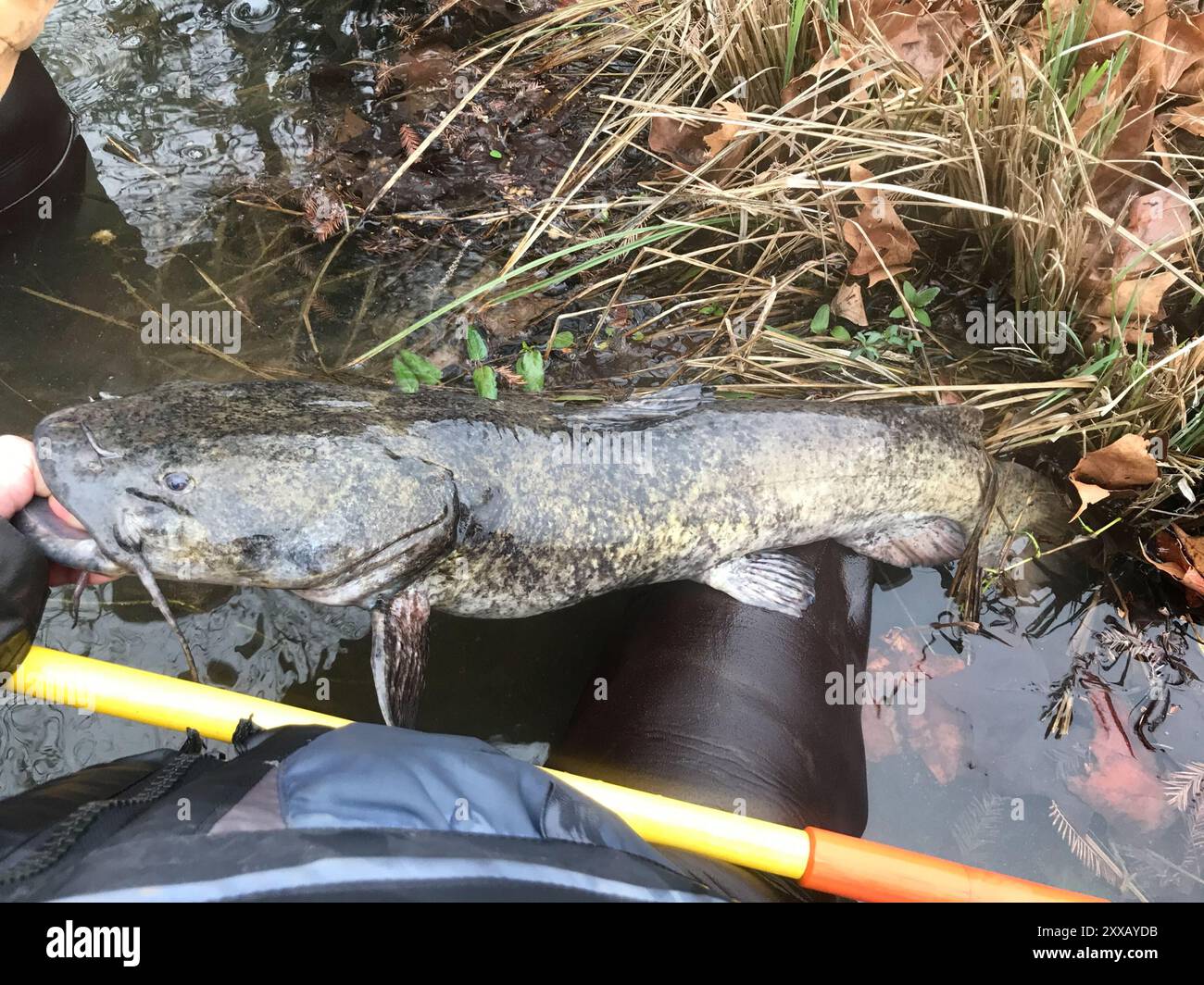 Flathead Catfish (Pylodictis olivaris) Actinopterygii Stock Photo - Alamy