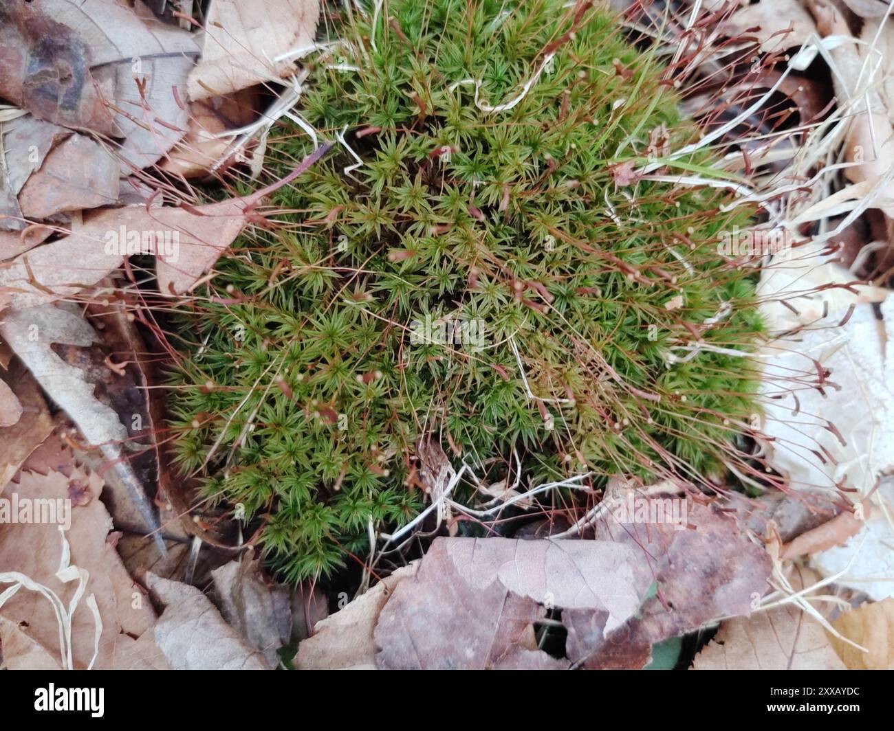 lesser smoothcap (Atrichum angustatum) Plantae Stock Photo - Alamy