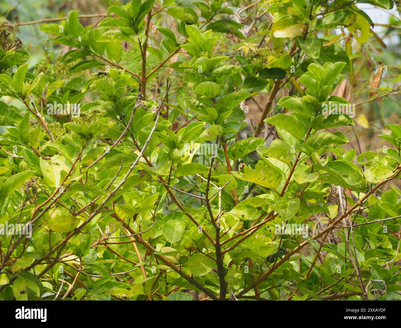 malbau (Premna serratifolia) Plantae Stock Photo - Alamy