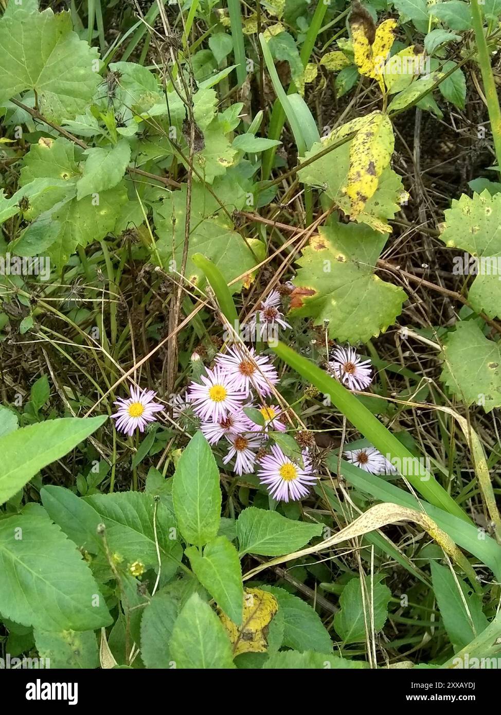 Elliott's aster (Symphyotrichum elliottii) Plantae Stock Photo - Alamy