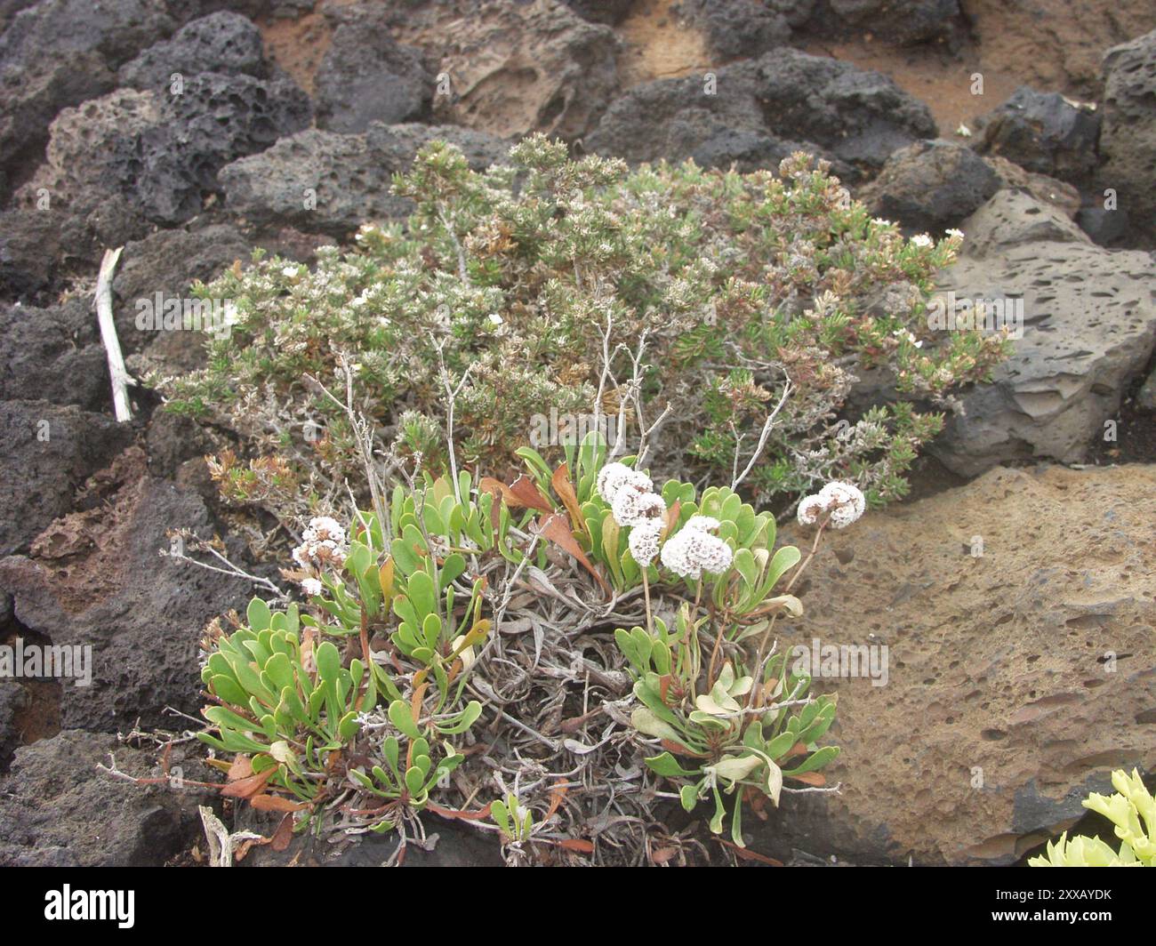 (Limonium pectinatum) Plantae Stock Photo - Alamy