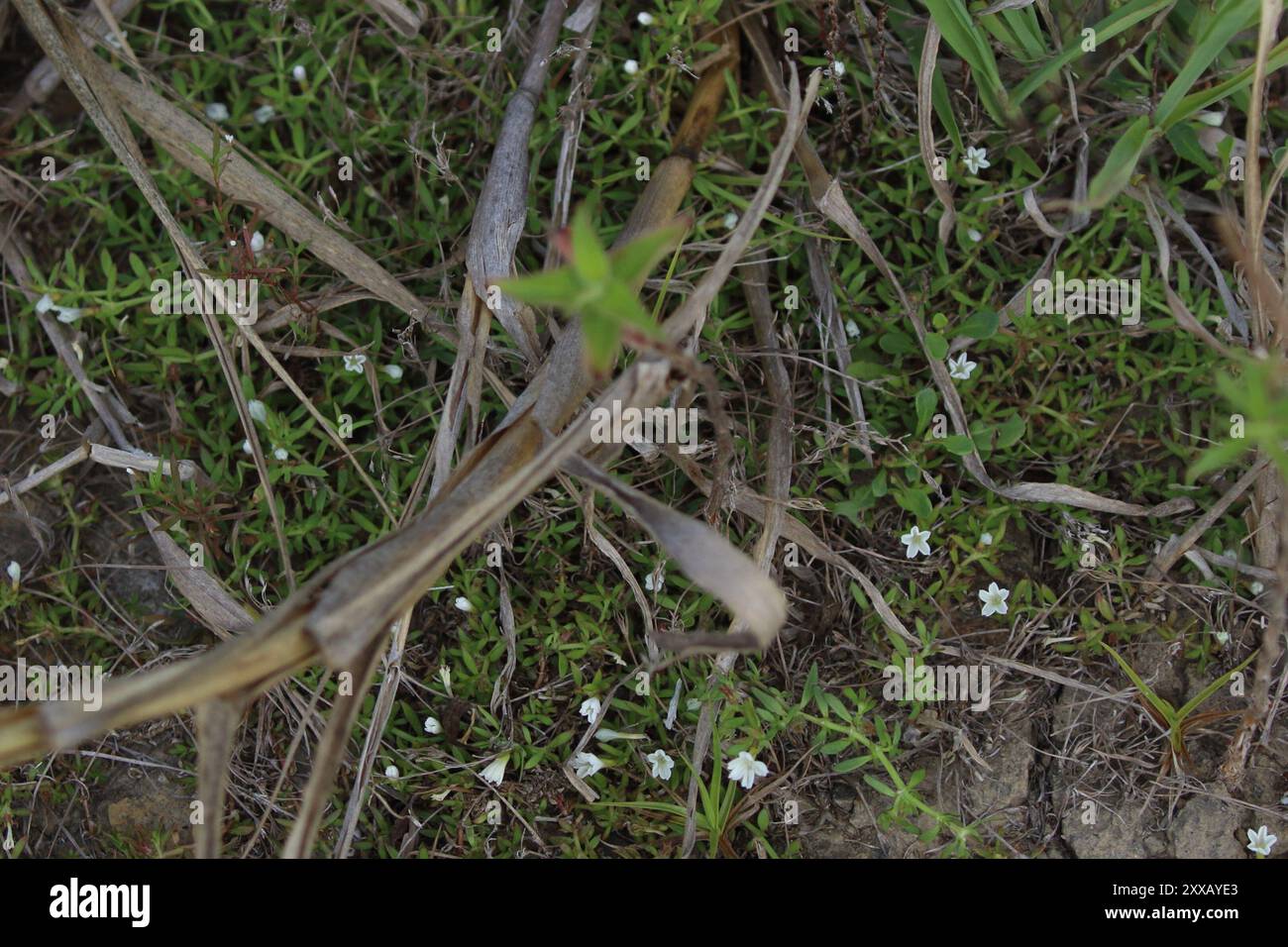 Creeping Dentella (Dentella repens) Plantae Stock Photo - Alamy