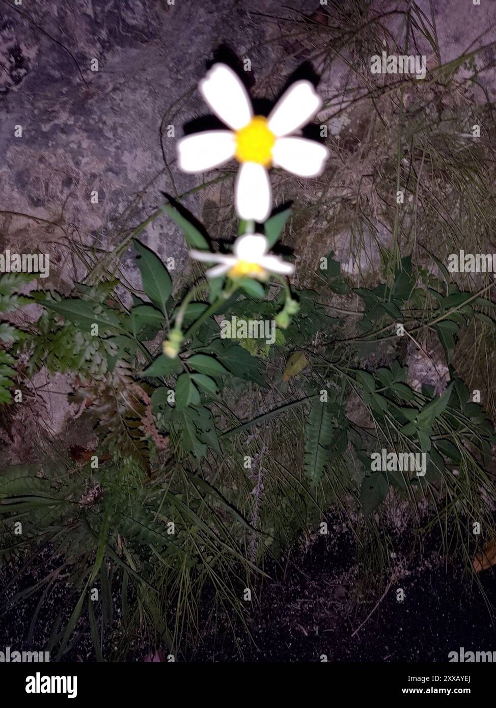 White beggarticks (Bidens alba) Plantae Stock Photo - Alamy