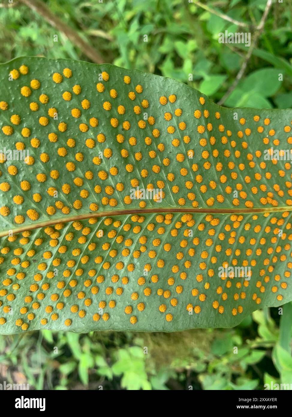 ferns (Polypodiopsida) Plantae Stock Photo - Alamy