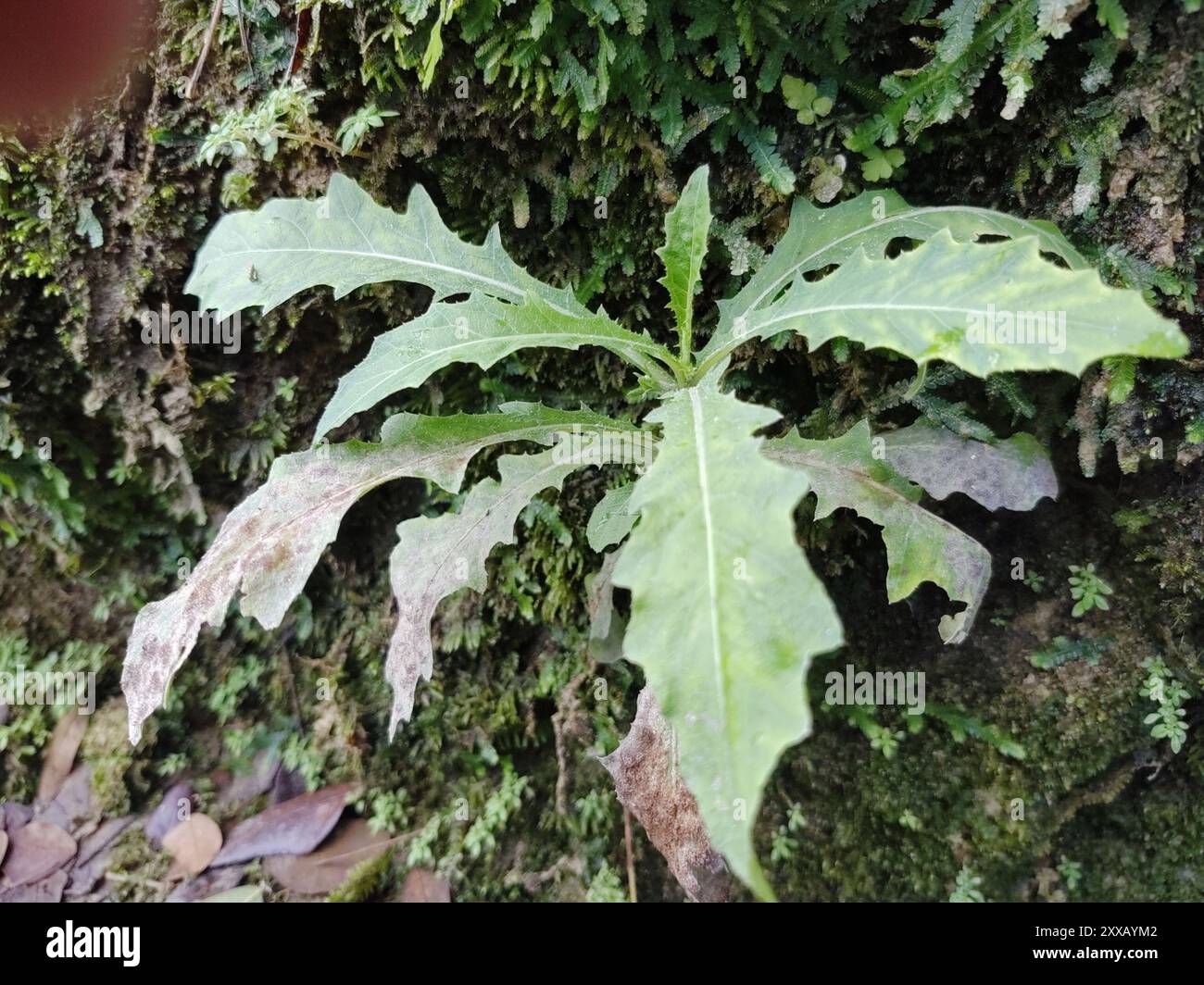 Star of Bethlehem (Hippobroma longiflora) Plantae Stock Photo - Alamy