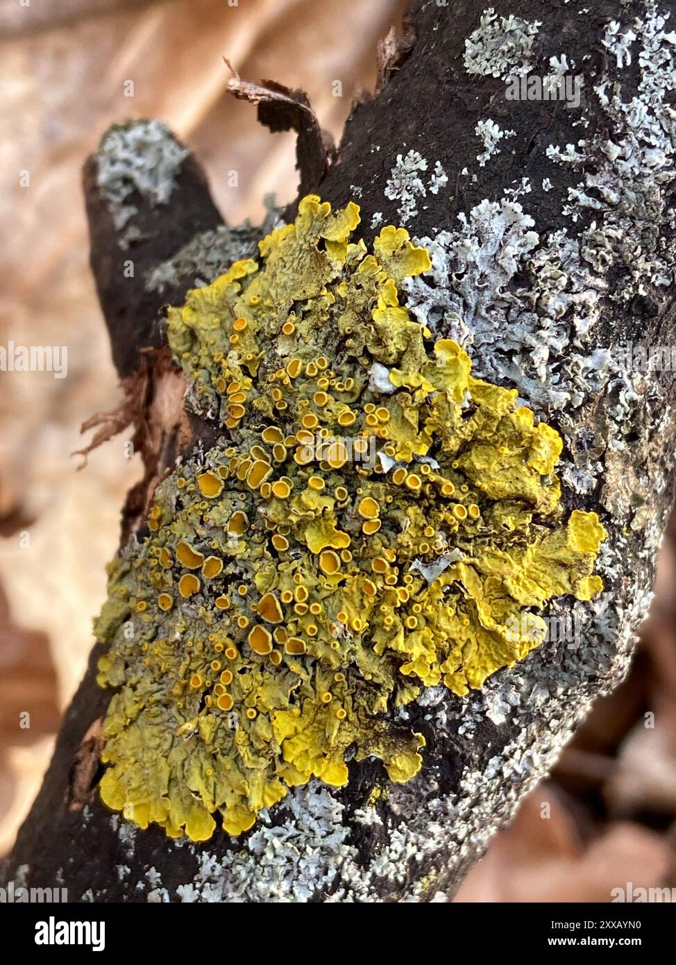 Common Sunburst Lichen (Xanthoria parietina) Fungi Stock Photo - Alamy