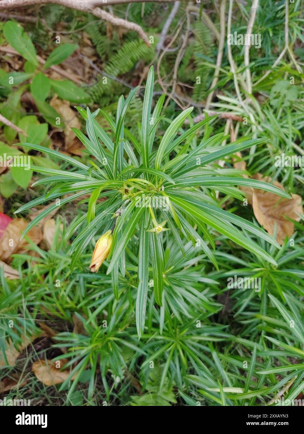 Be-still tree (Cascabela thevetia) Plantae Stock Photo - Alamy