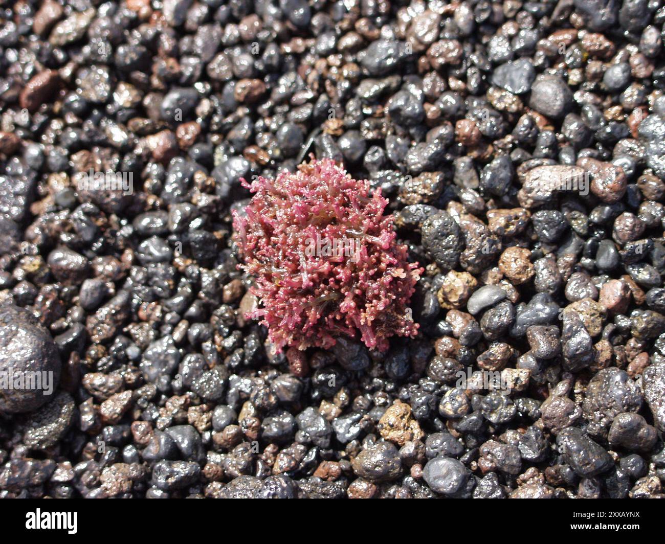 red algae (Rhodophyta) Plantae Stock Photo - Alamy