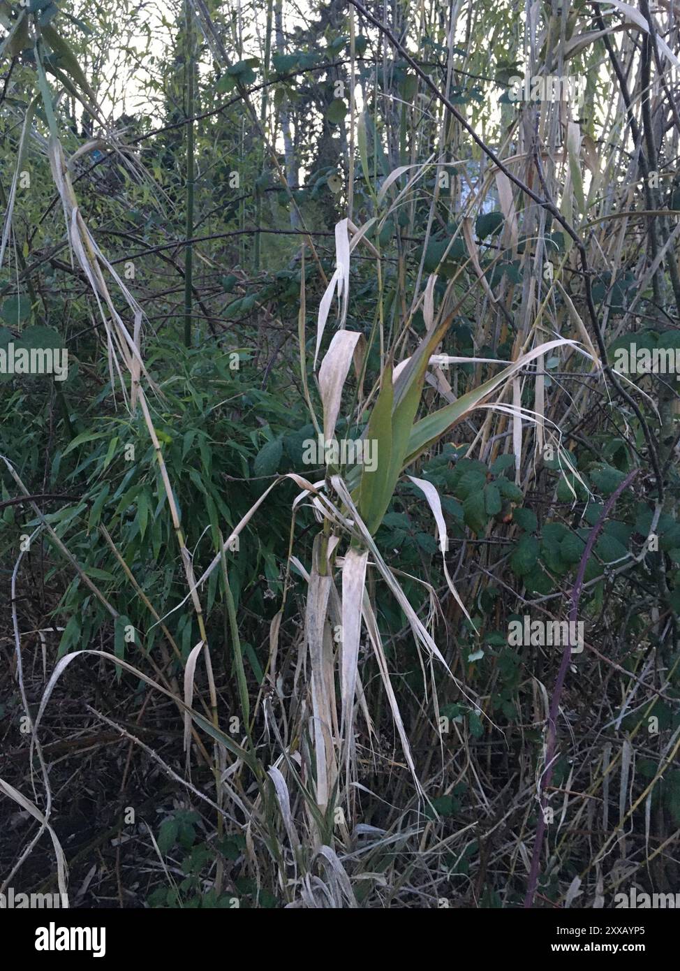 giant reed (Arundo donax) Plantae Stock Photo - Alamy
