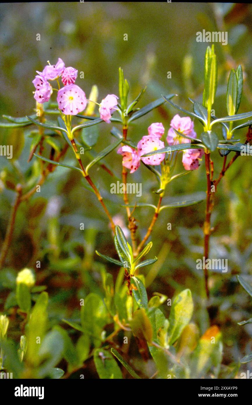 Swamp Laurel (Kalmia polifolia) Plantae Stock Photo - Alamy