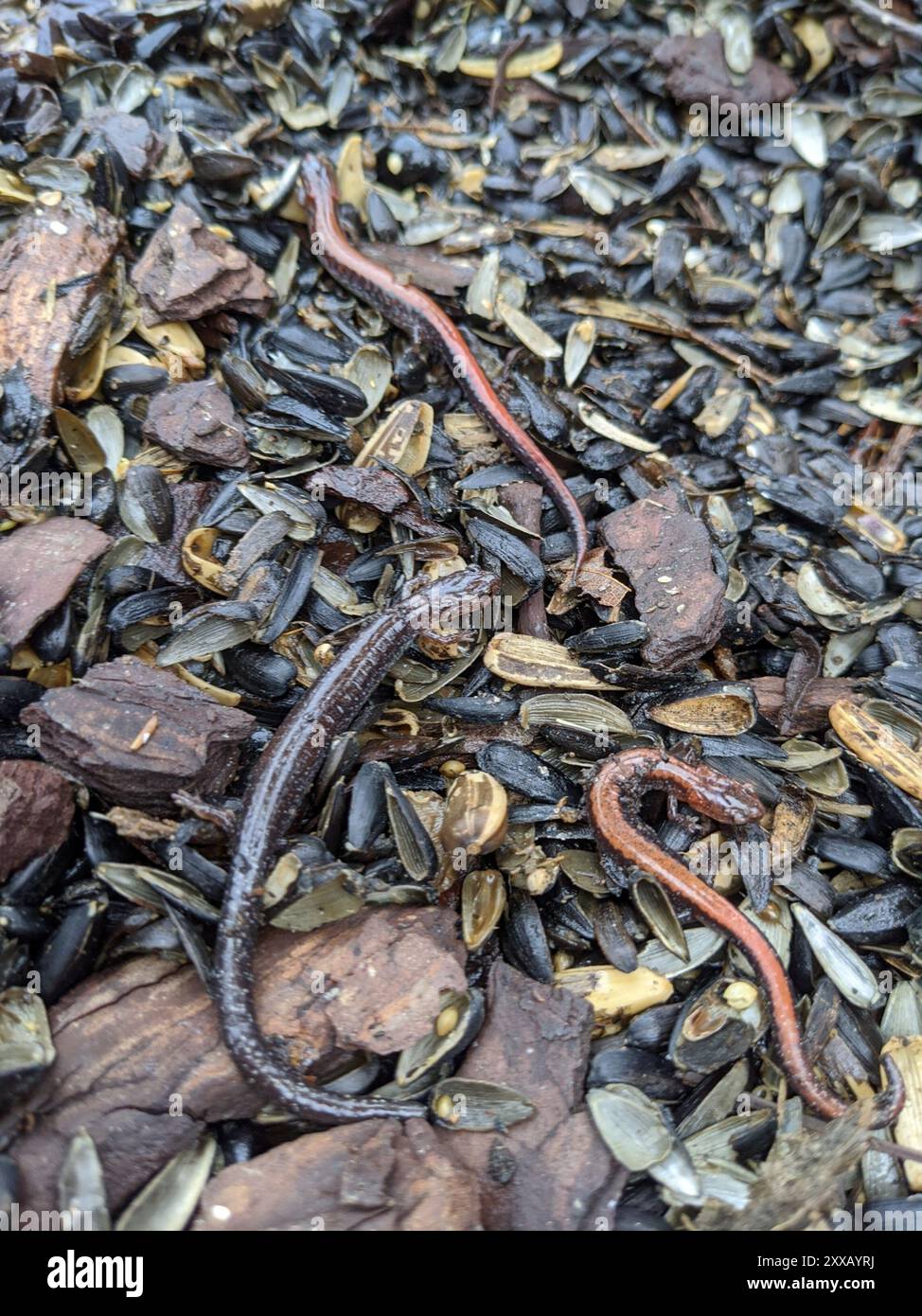 Eastern Red-backed Salamander (Plethodon cinereus) Amphibia Stock Photo ...