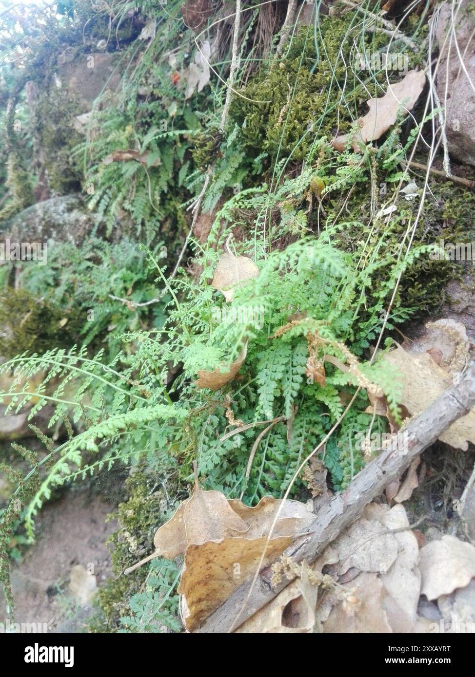 Smooth rock spleenwort (Asplenium fontanum) Plantae Stock Photo - Alamy