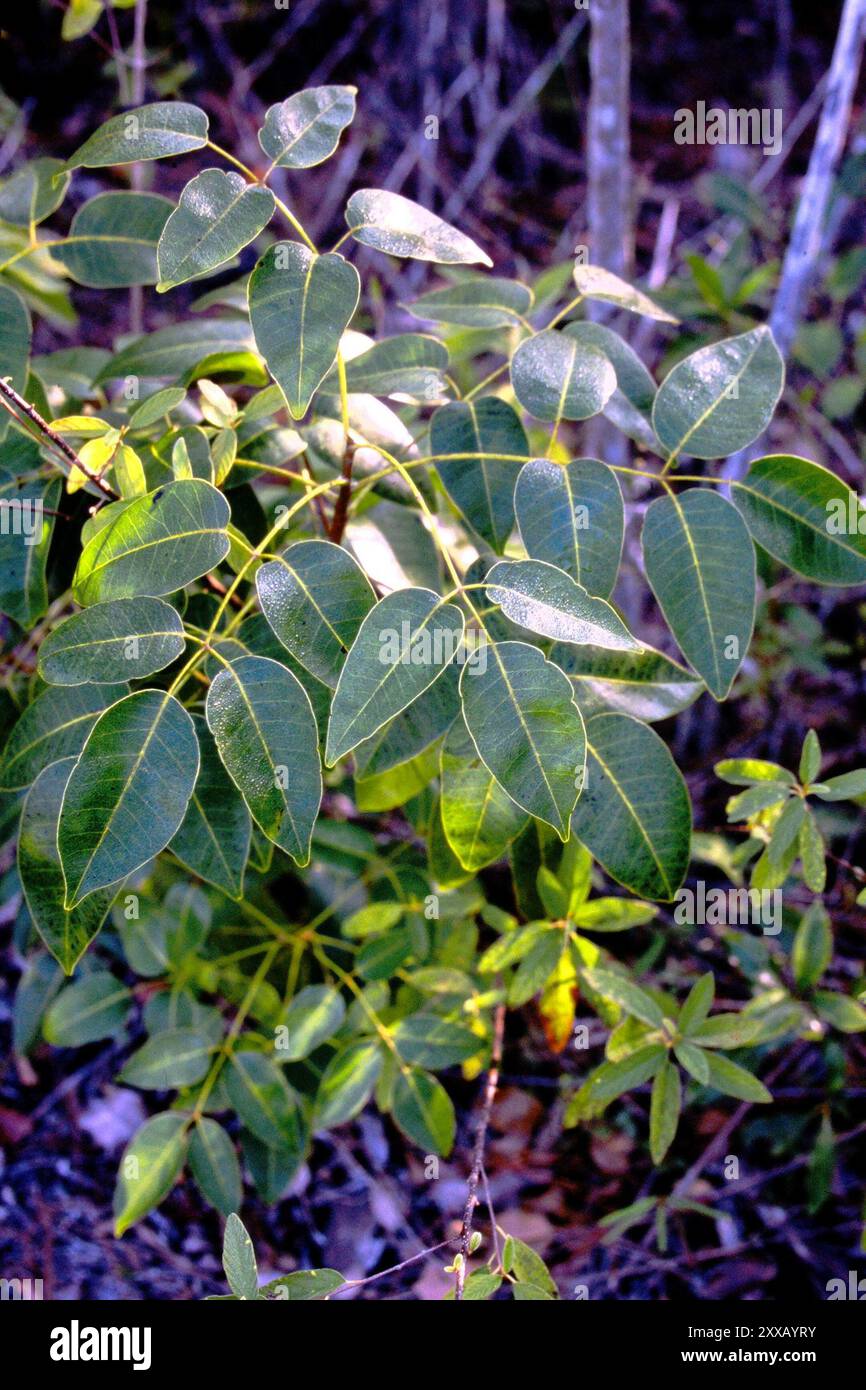Poisonwood (Metopium toxiferum) Plantae Stock Photo - Alamy