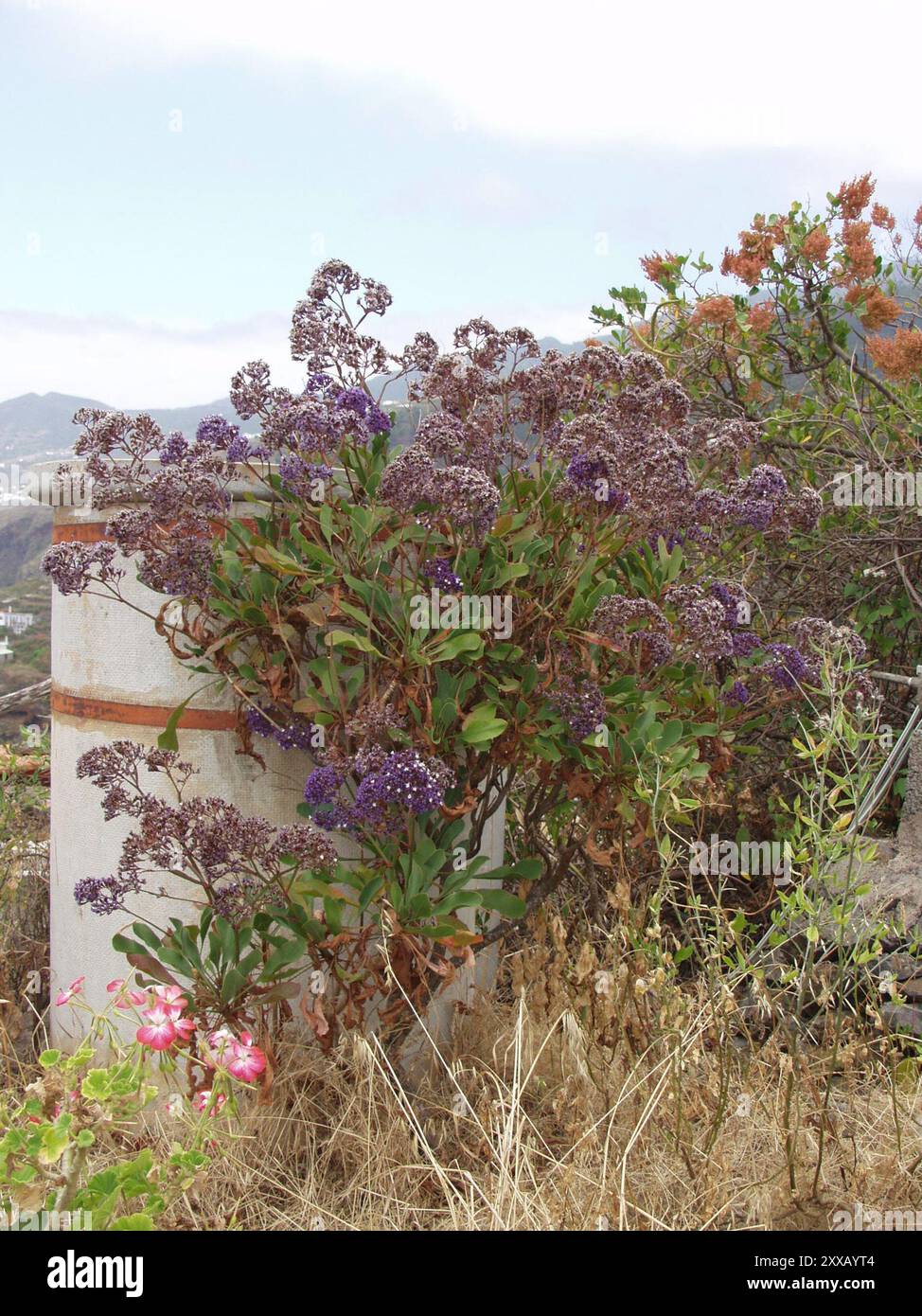 Limonium arboreum hi-res stock photography and images - Alamy
