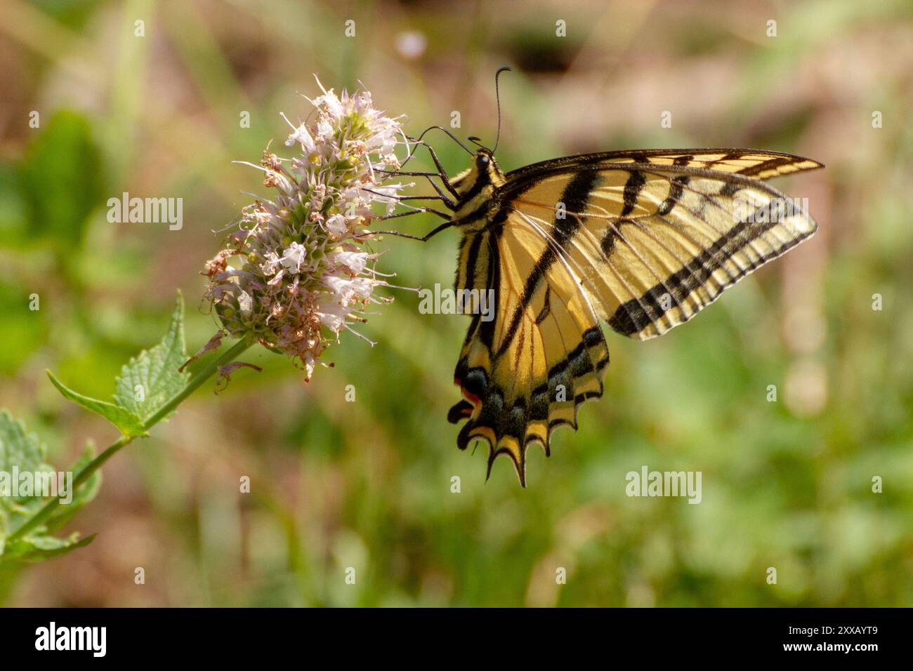 Two-tailed Swallowtail (Papilio multicaudata) Insecta Stock Photo - Alamy