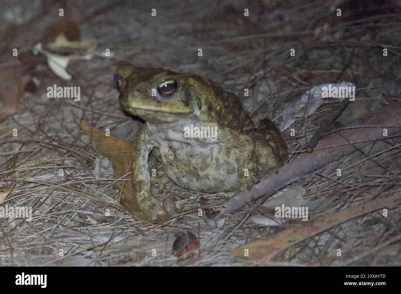 Cane Toad (Rhinella marina) Amphibia Stock Photo - Alamy