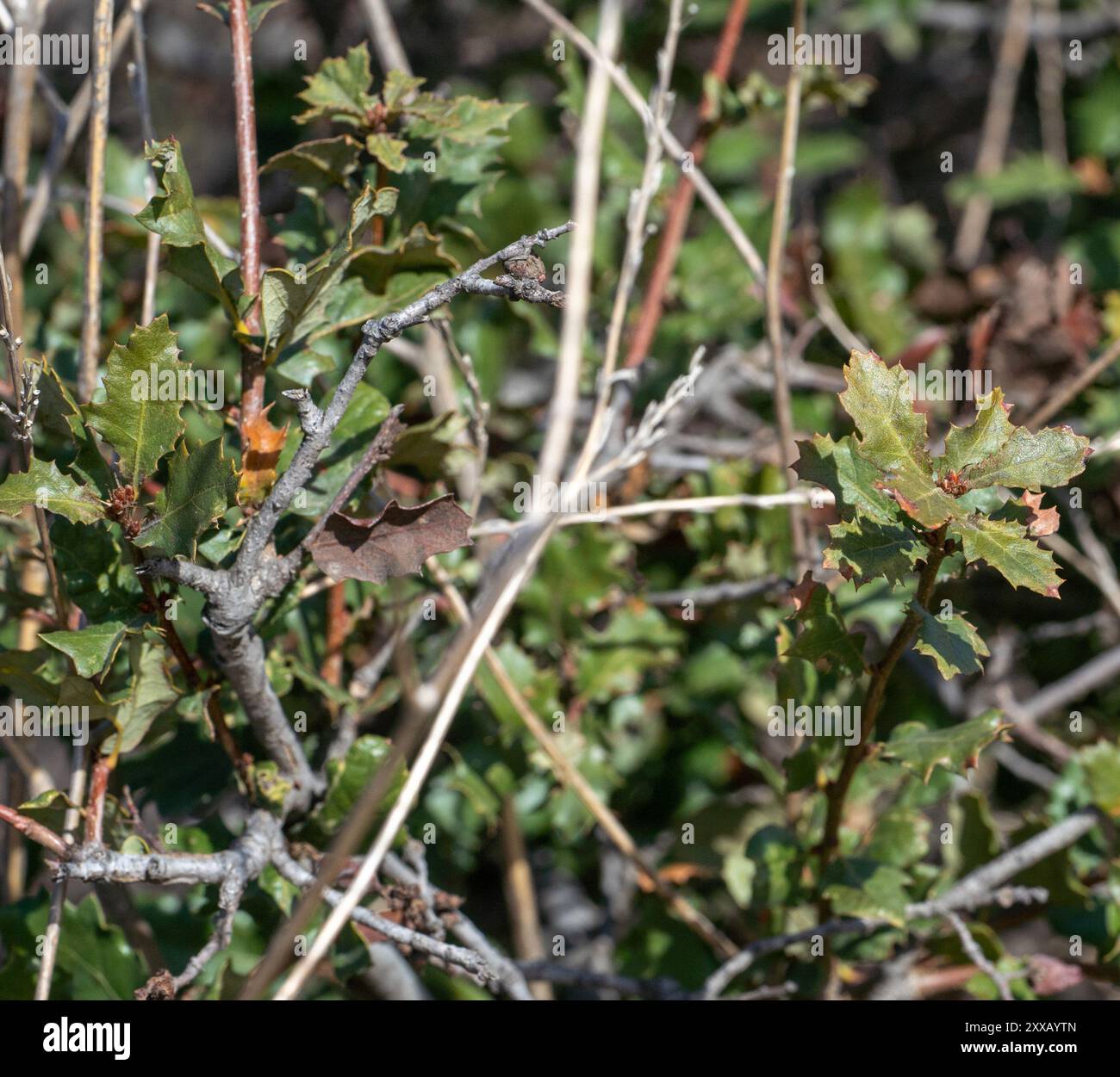 California scrub oak (Quercus berberidifolia) Plantae Stock Photo - Alamy