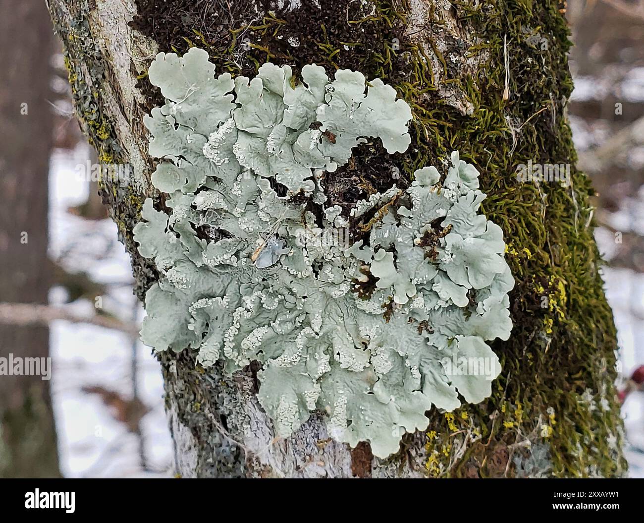 typical shield lichens (Parmelioideae) Fungi Stock Photo - Alamy
