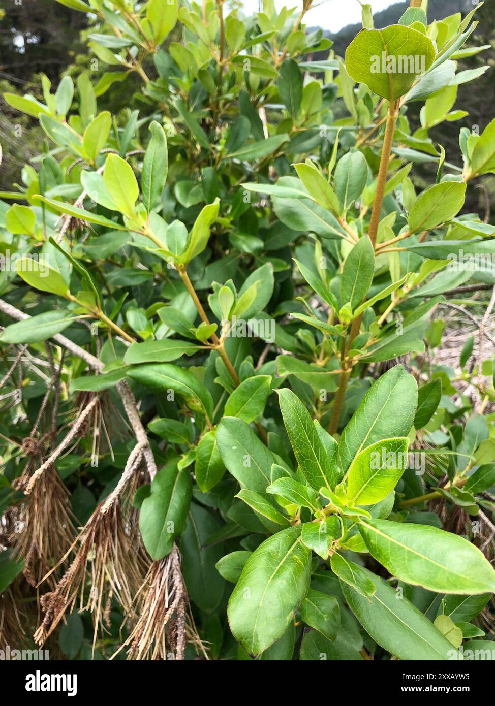 Karamu (Coprosma robusta) Plantae Stock Photo - Alamy