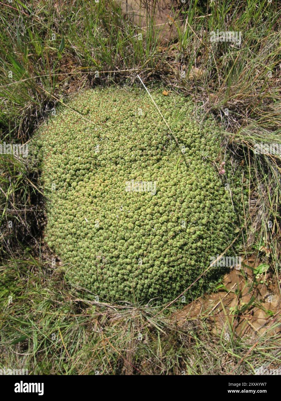 Lion Spoor (Euphorbia clavarioides) Plantae Stock Photo - Alamy