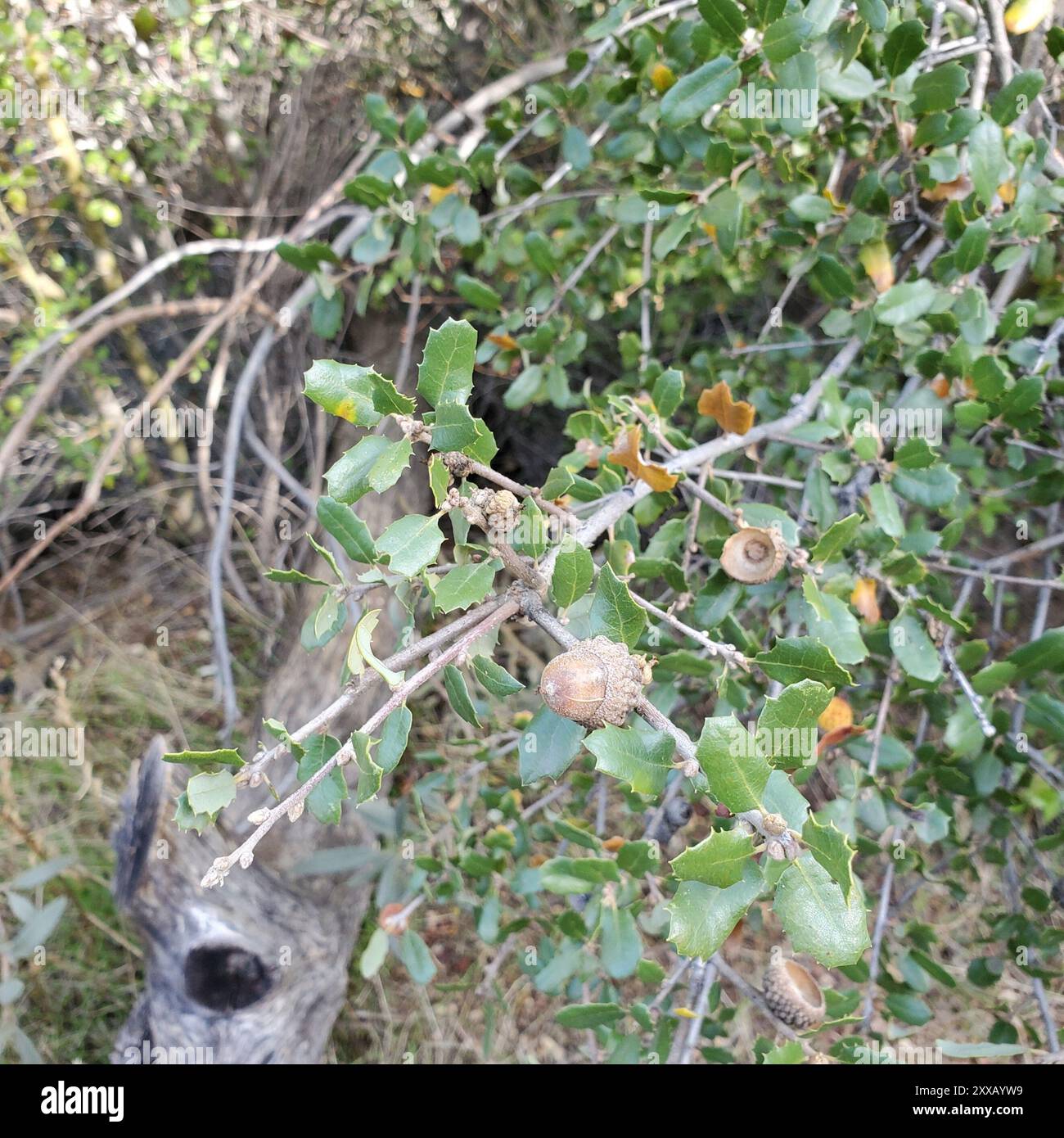 California scrub oak (Quercus berberidifolia) Plantae Stock Photo - Alamy