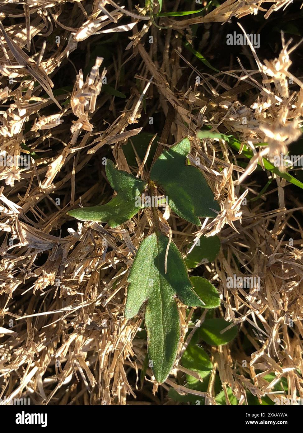 Early Buttercup (Ranunculus fascicularis) Plantae Stock Photo - Alamy